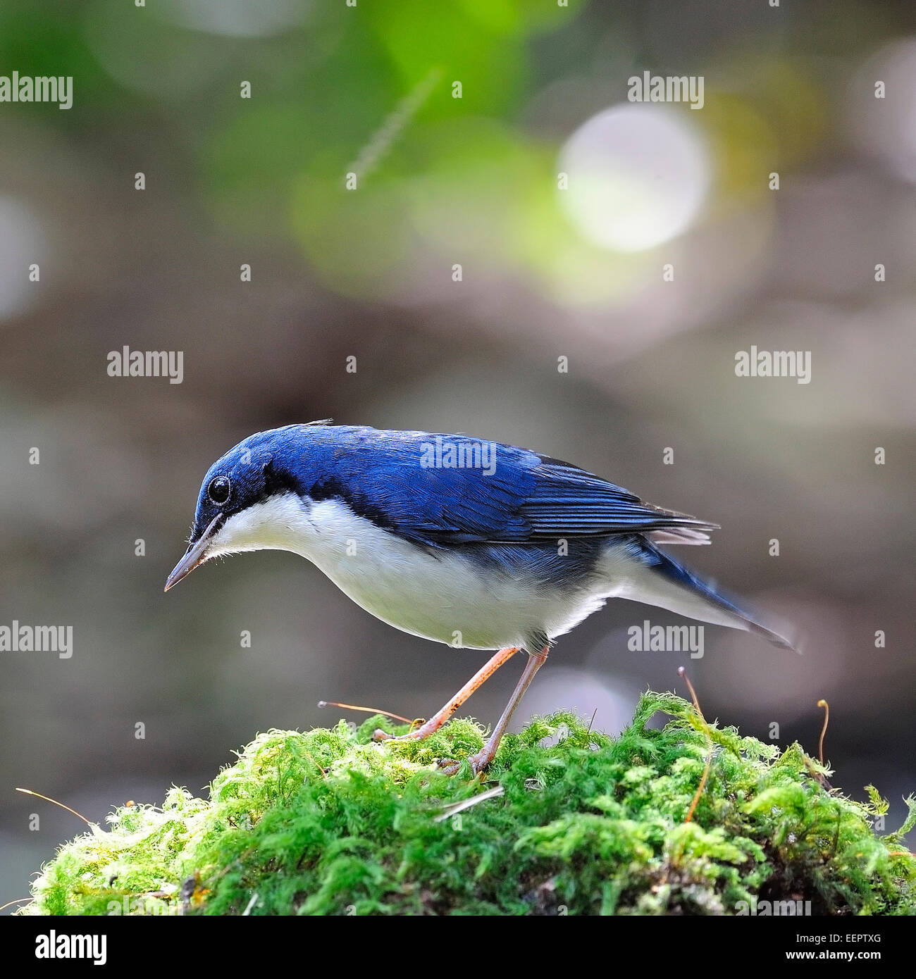 Little blue bird, male Siberian Blue Robin (Luscinia cyane), standing ...