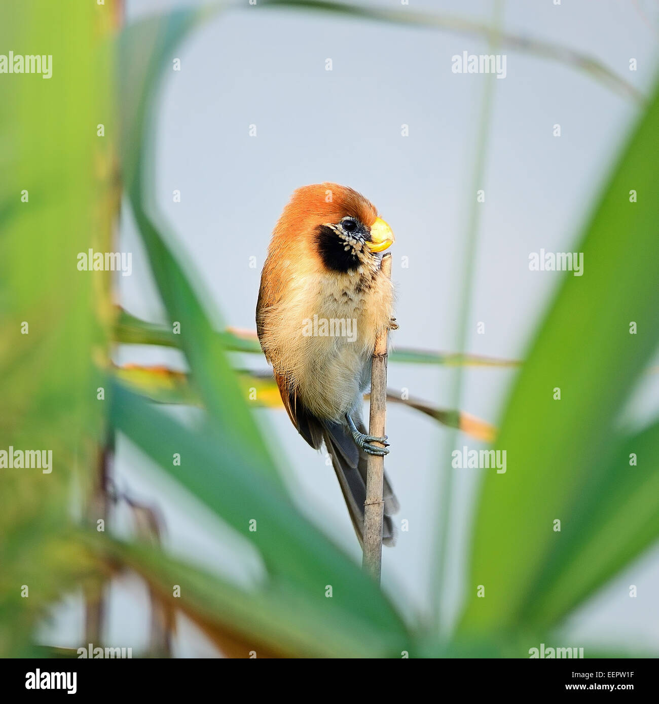 Beautiful Parrotbill, Spot-breasted Parrotbill (Paradoxornis ...