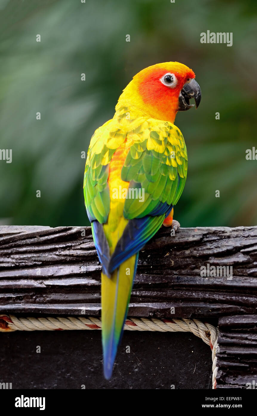 Colorful yellow parrot, Sun Conure (Aratinga solstitialis), standing on ...