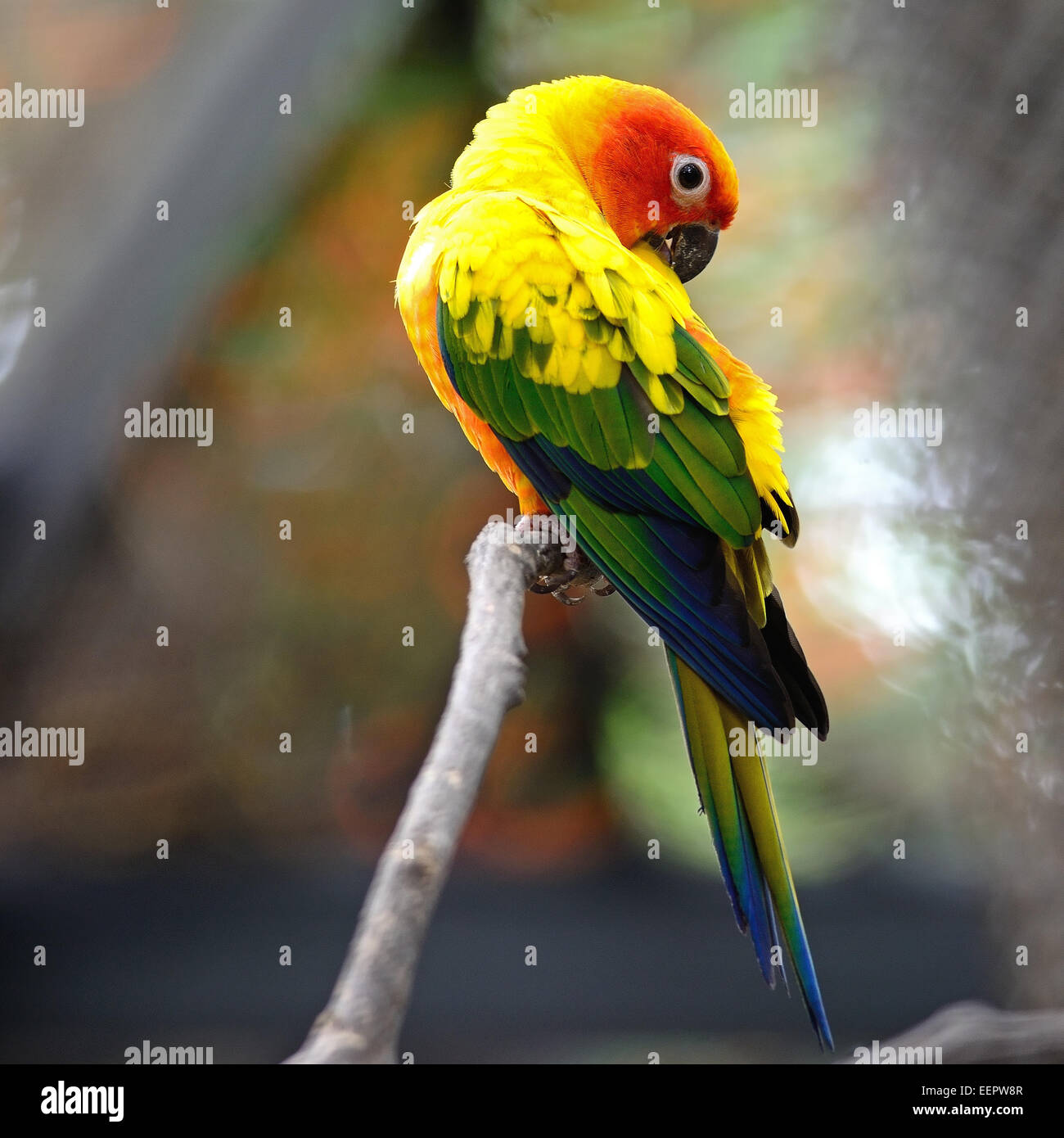 Colorful yellow parrot, Sun Conure (Aratinga solstitialis), standing on ...