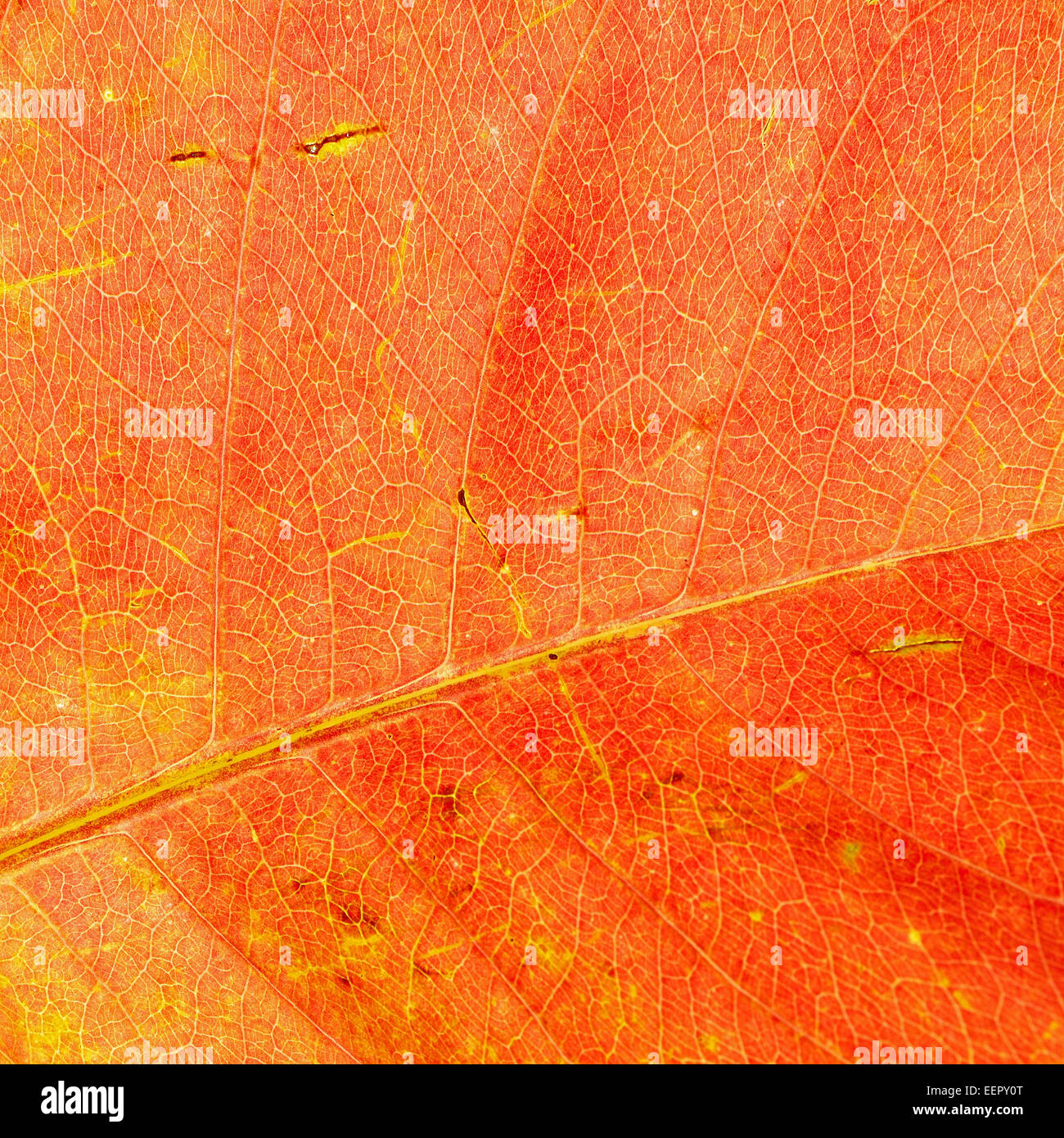 Red leaf abstract background texture Stock Photo - Alamy