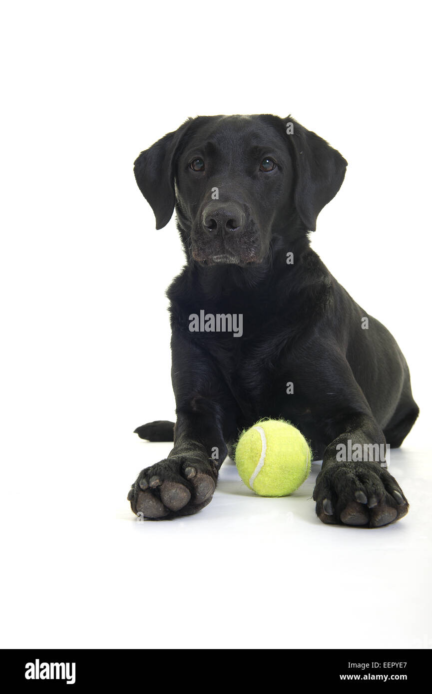 Black labrador with a tennis ball Cut Out Stock Images & Pictures - Alamy