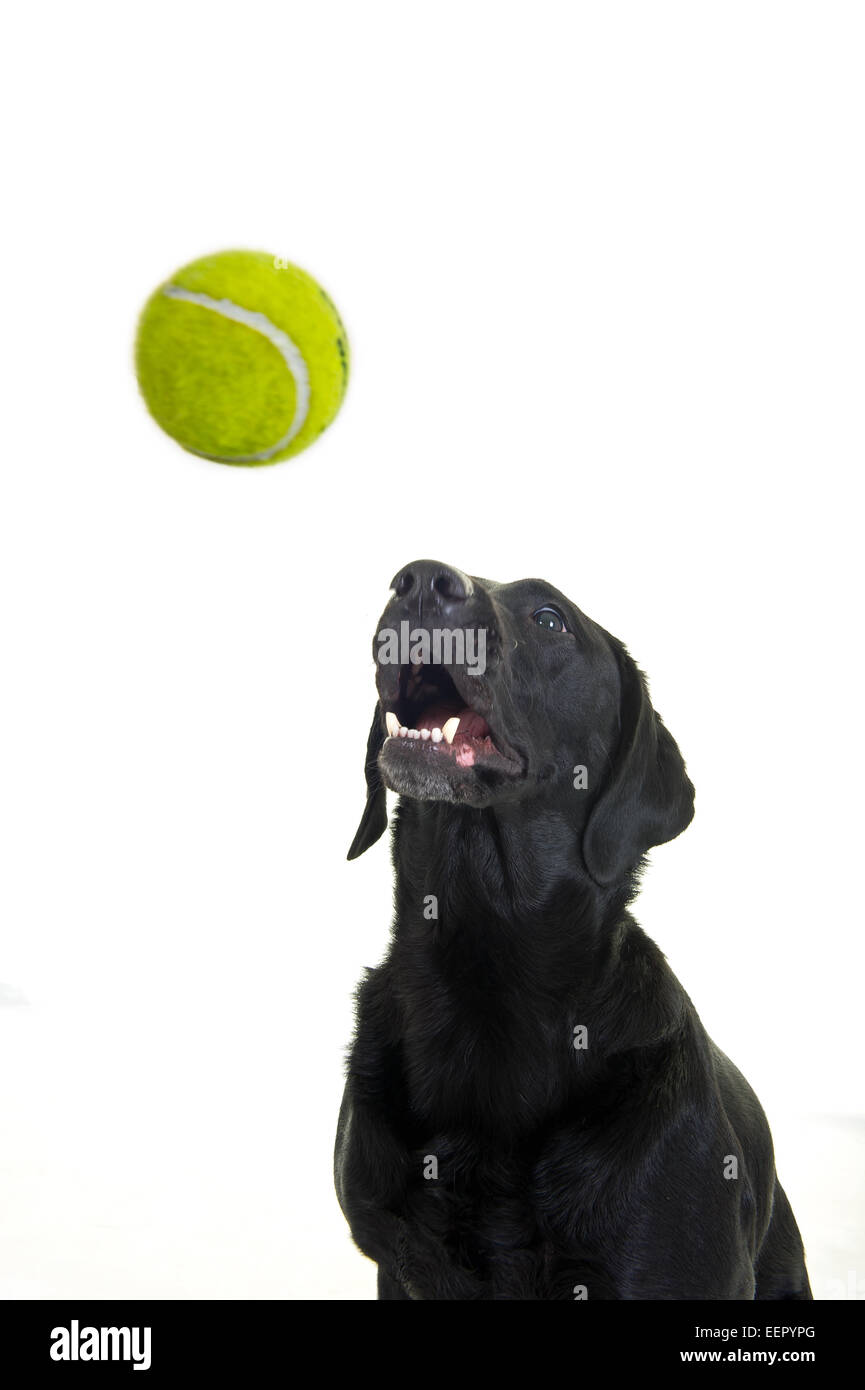 Black Labrador about to catch a tennis ball Stock Photo - Alamy