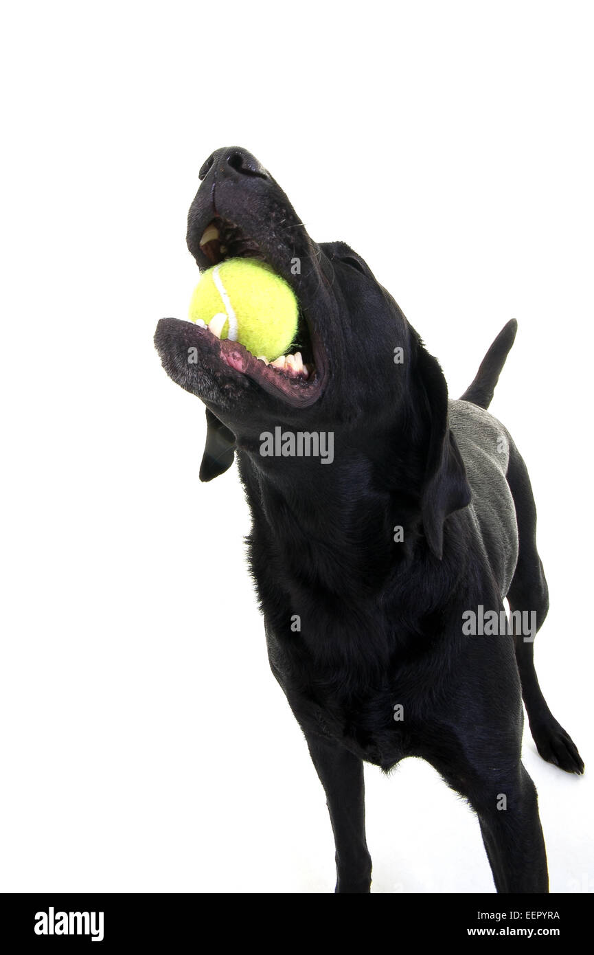 Labrador with tennis ball hi-res stock photography and images - Alamy