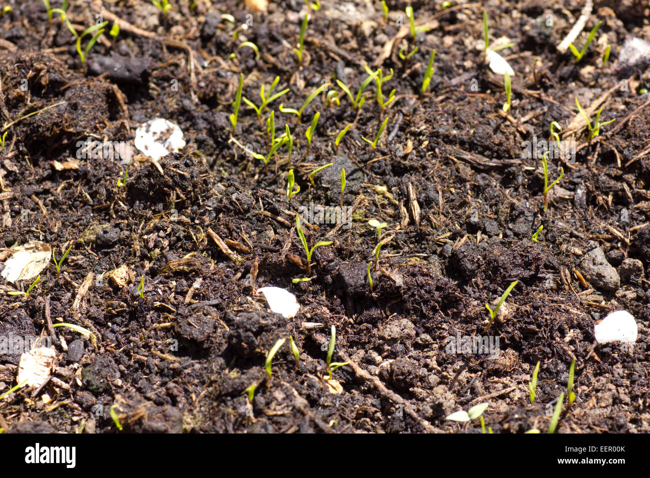 Baby spinach growing hi-res stock photography and images - Alamy