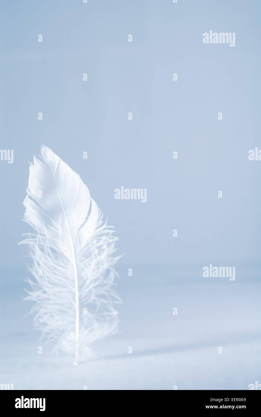 This is a photograph of a white feater Stock Photo - Alamy
