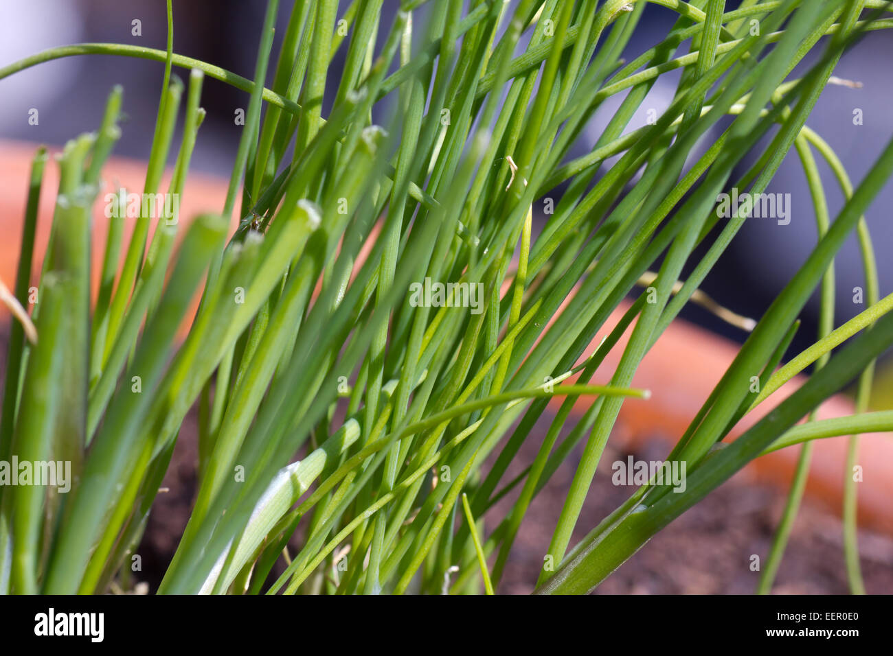 Healthy green cut chive stems Stock Photo - Alamy
