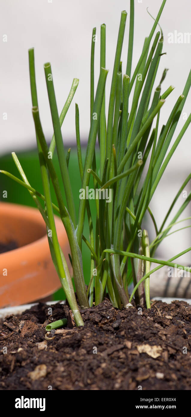 Chive plant hi-res stock photography and images - Alamy