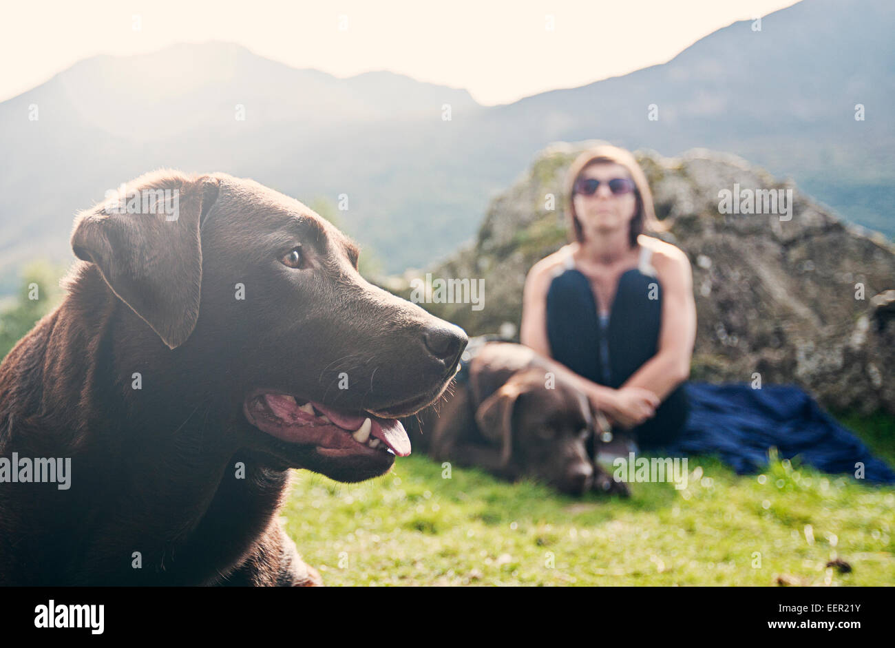 Chocolate Labrador with Owner Stock Photo - Alamy