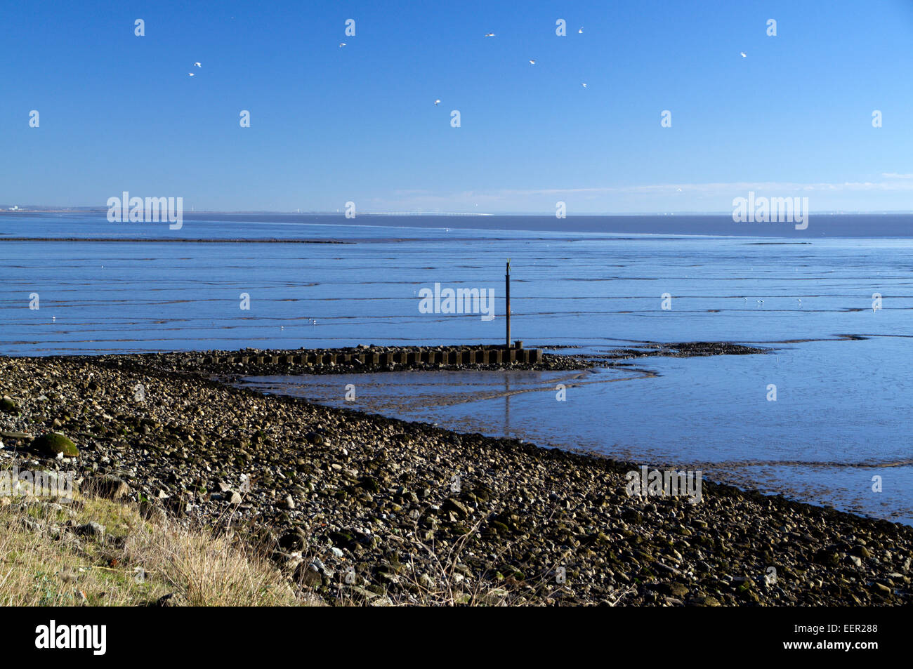 Severn Estuary Birds Stock Photos & Severn Estuary Birds Stock Images ...