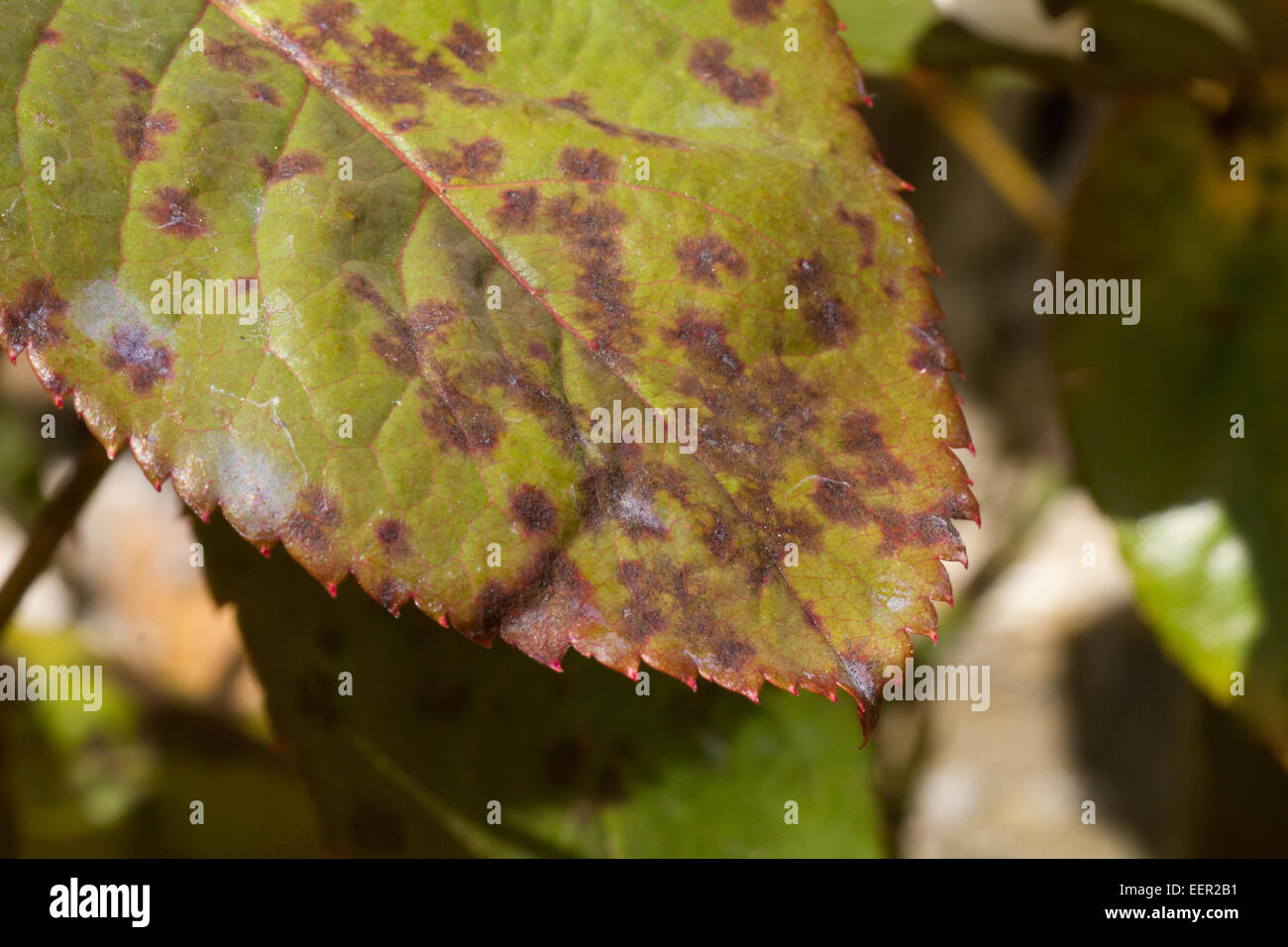 Diseased rose hi-res stock photography and images - Alamy