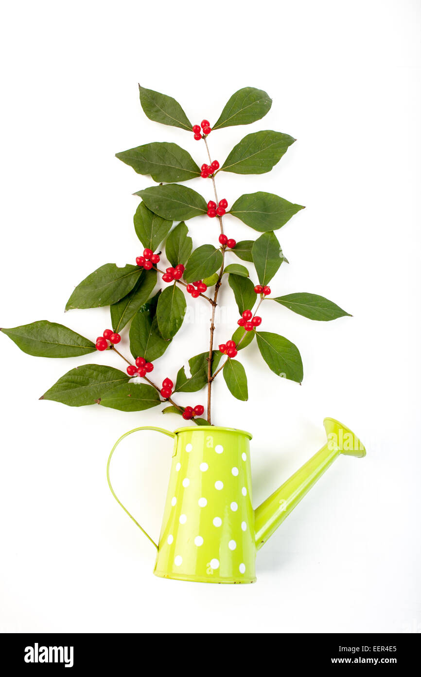 The kettle and plant Stock Photo - Alamy