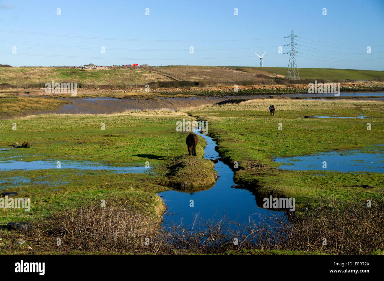 Horses grazing on waste land, Pengam Moors, Cardiff, Wales, UK Stock ...