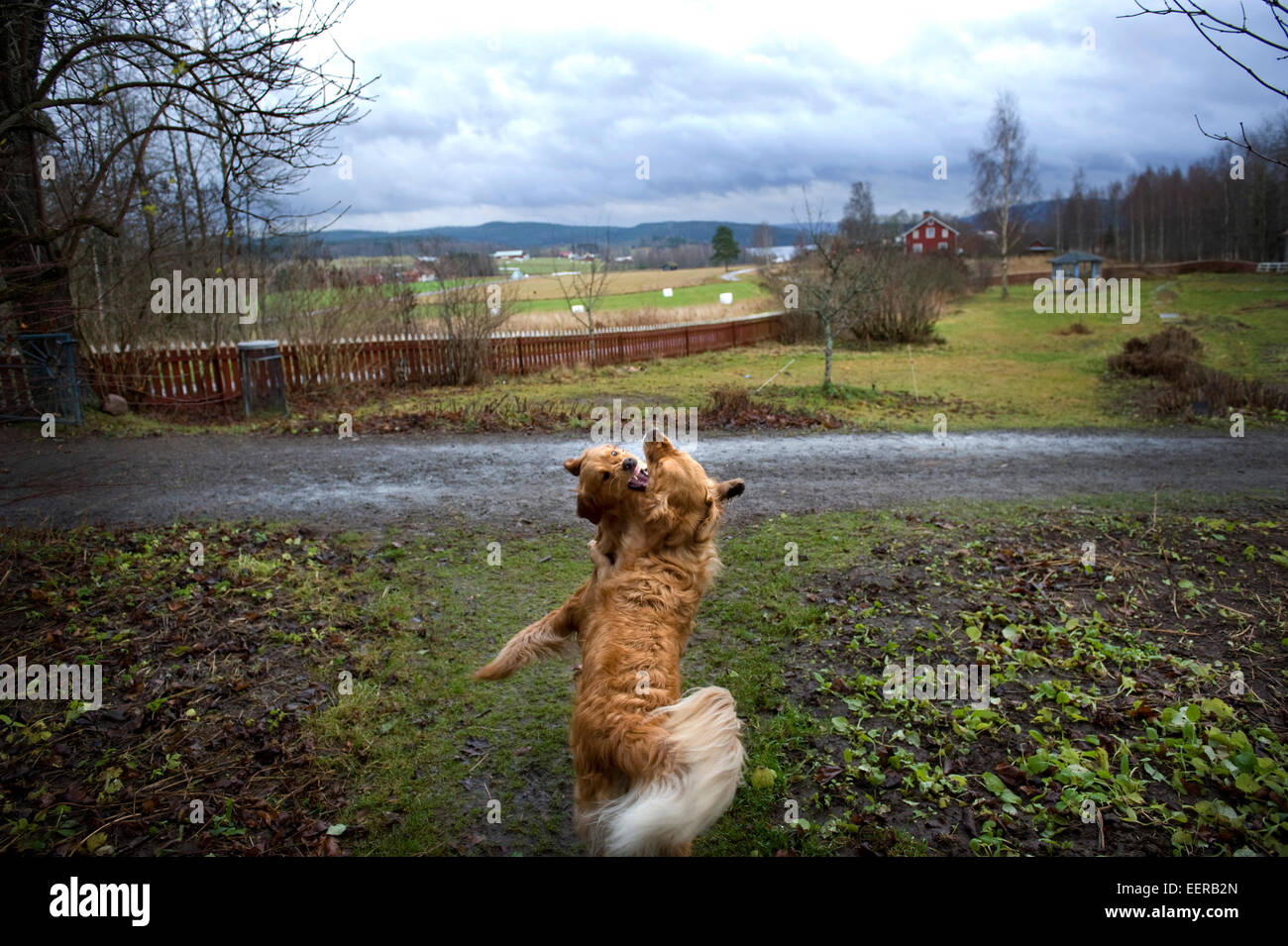 Dogs playing and fighting in countryside Stock Photo - Alamy