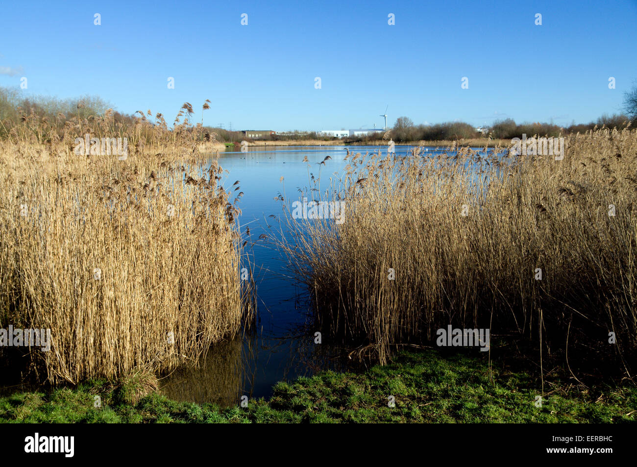 Lamby Lake, Tredelerch Park, Lamby Way, Cardiff, South Wales Stock ...