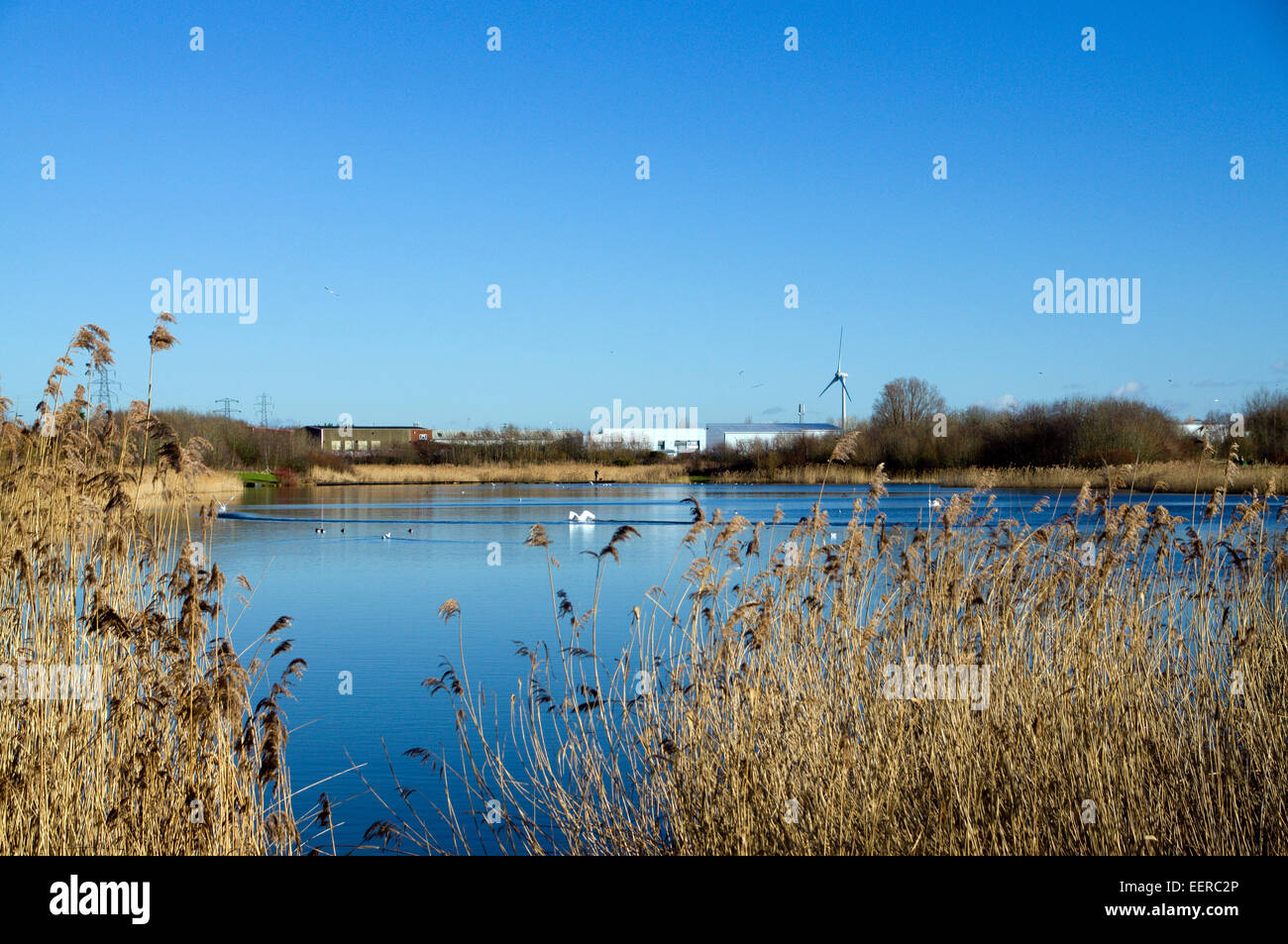 Urban wildlife cardiff hi-res stock photography and images - Alamy