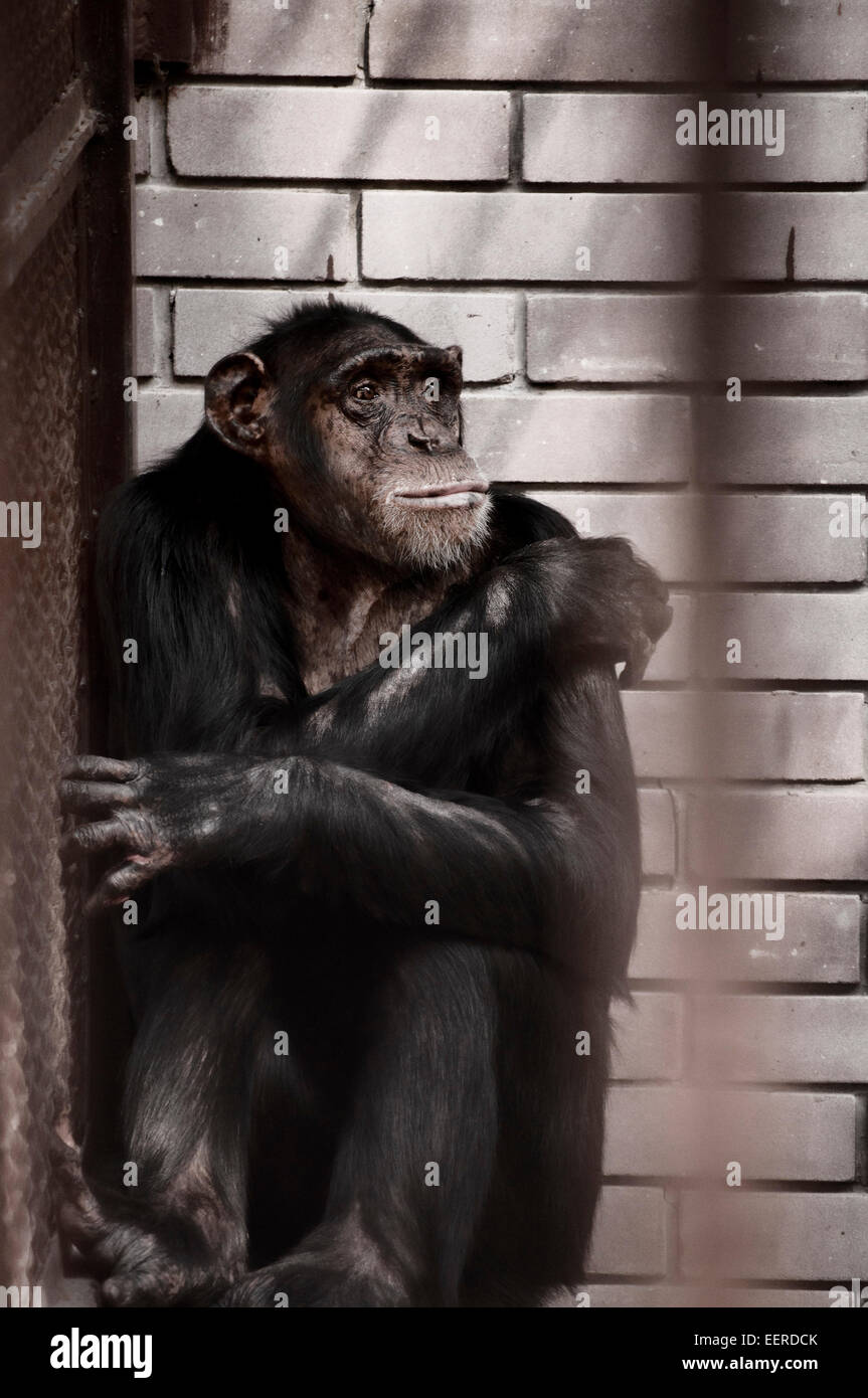 Sad chimp hi-res stock photography and images - Alamy