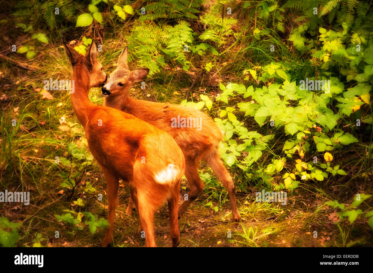 Fawn family hi-res stock photography and images - Alamy