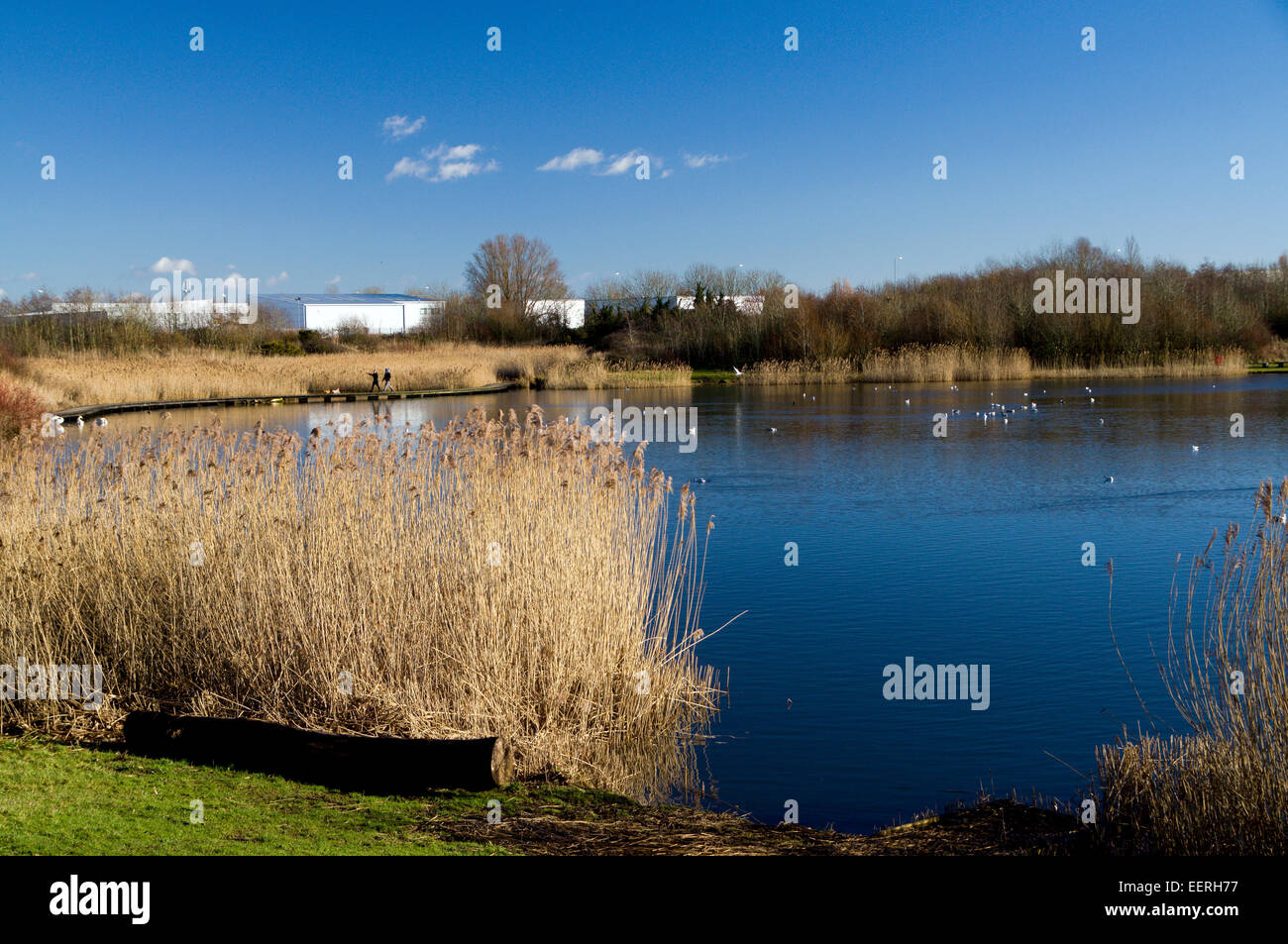 Lamby lake hi-res stock photography and images - Alamy