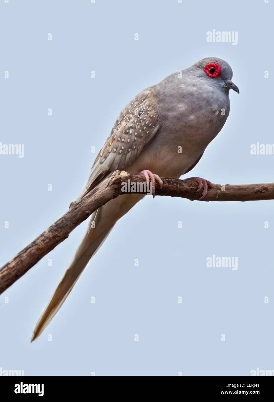 Diamond Dove (geopelia cuneata Stock Photo - Alamy
