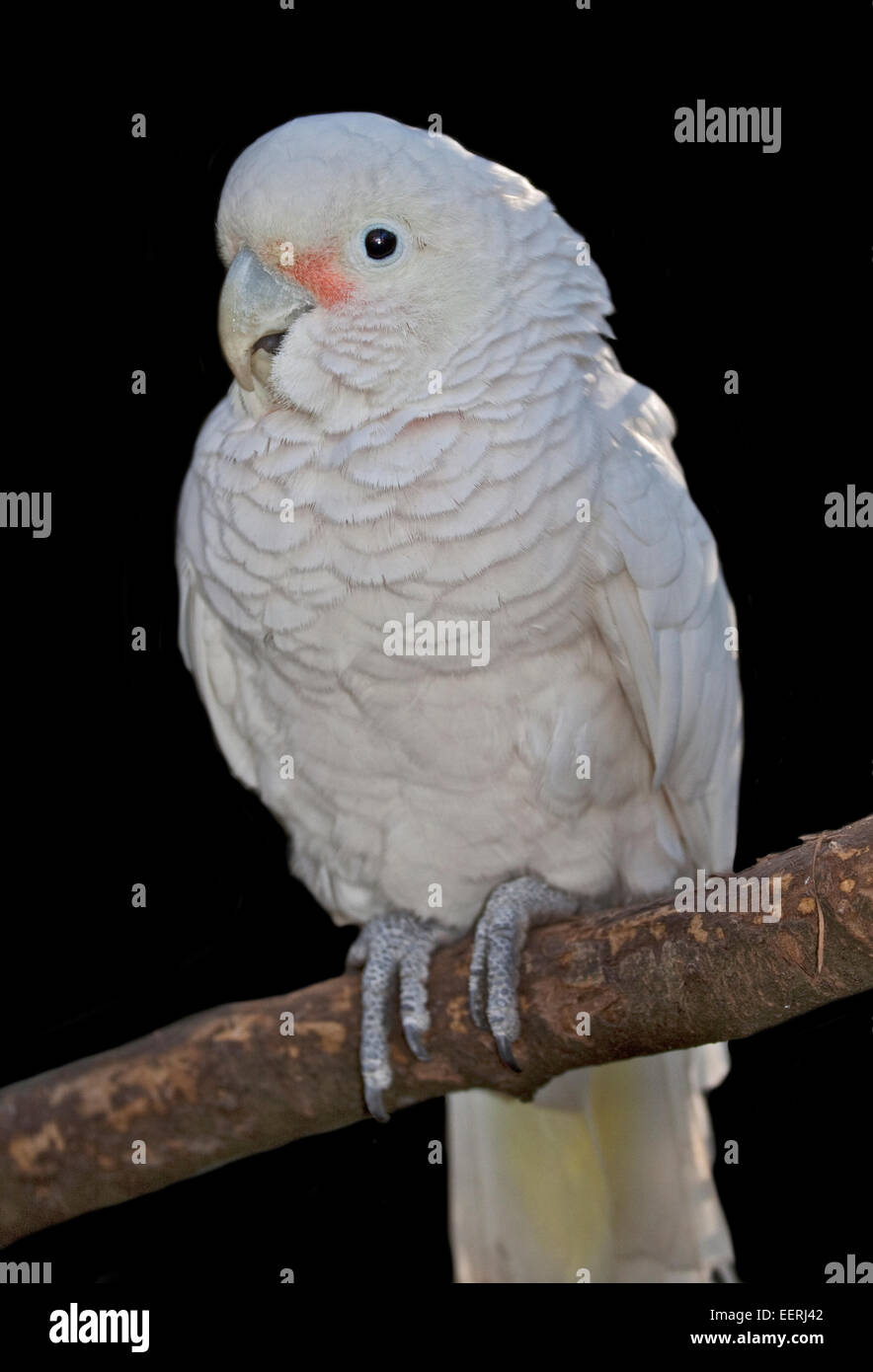 Goffin's Cockatoo (cacatua goffiniana Stock Photo - Alamy