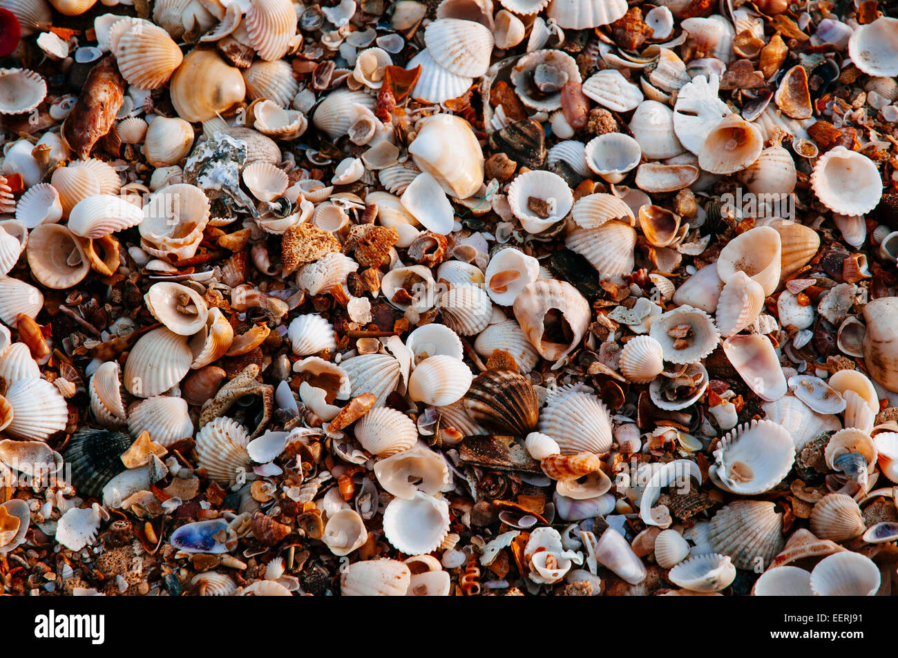 Shells on the Brenu beach, Ghana Stock Photo - Alamy