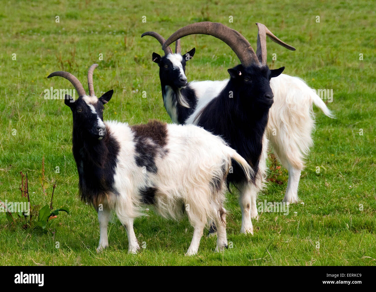 Male & Female Bagot Goats Somerset Stock Photo - Alamy