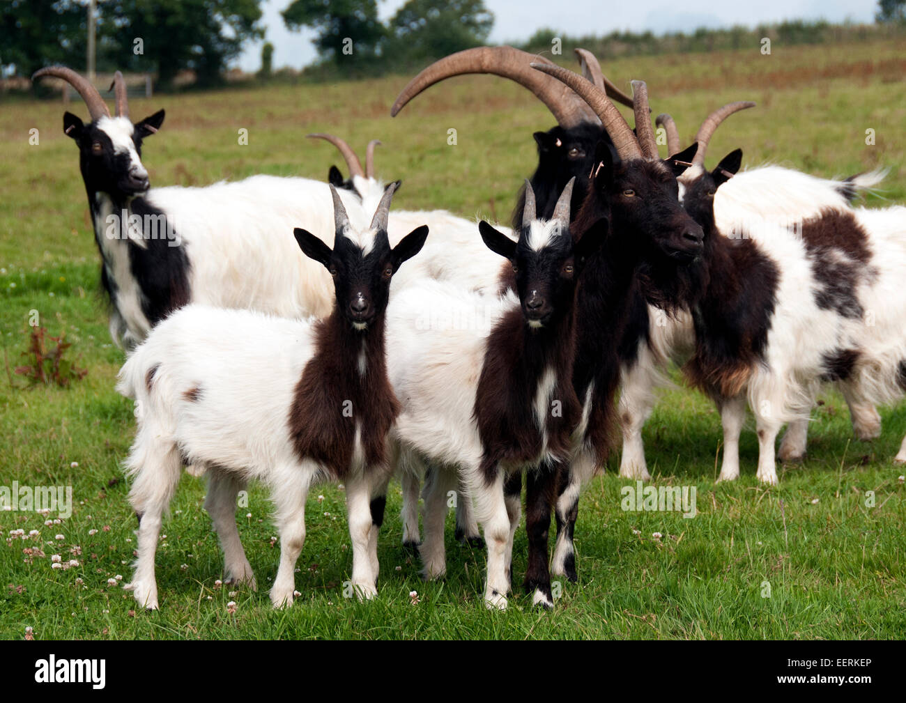Bagot Goats Somerset Stock Photo - Alamy