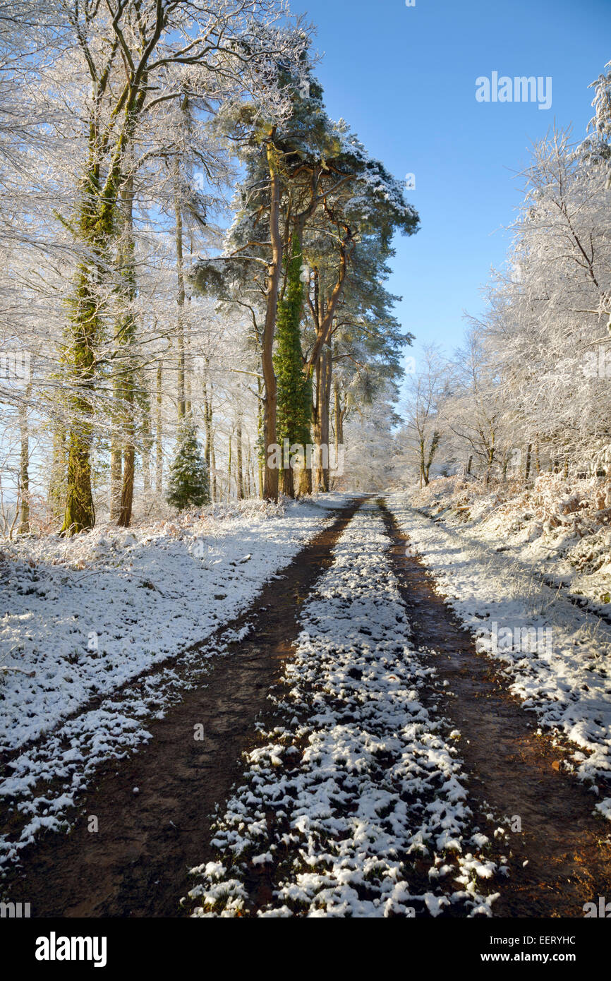 Beautiful snowy woodland hi-res stock photography and images - Alamy