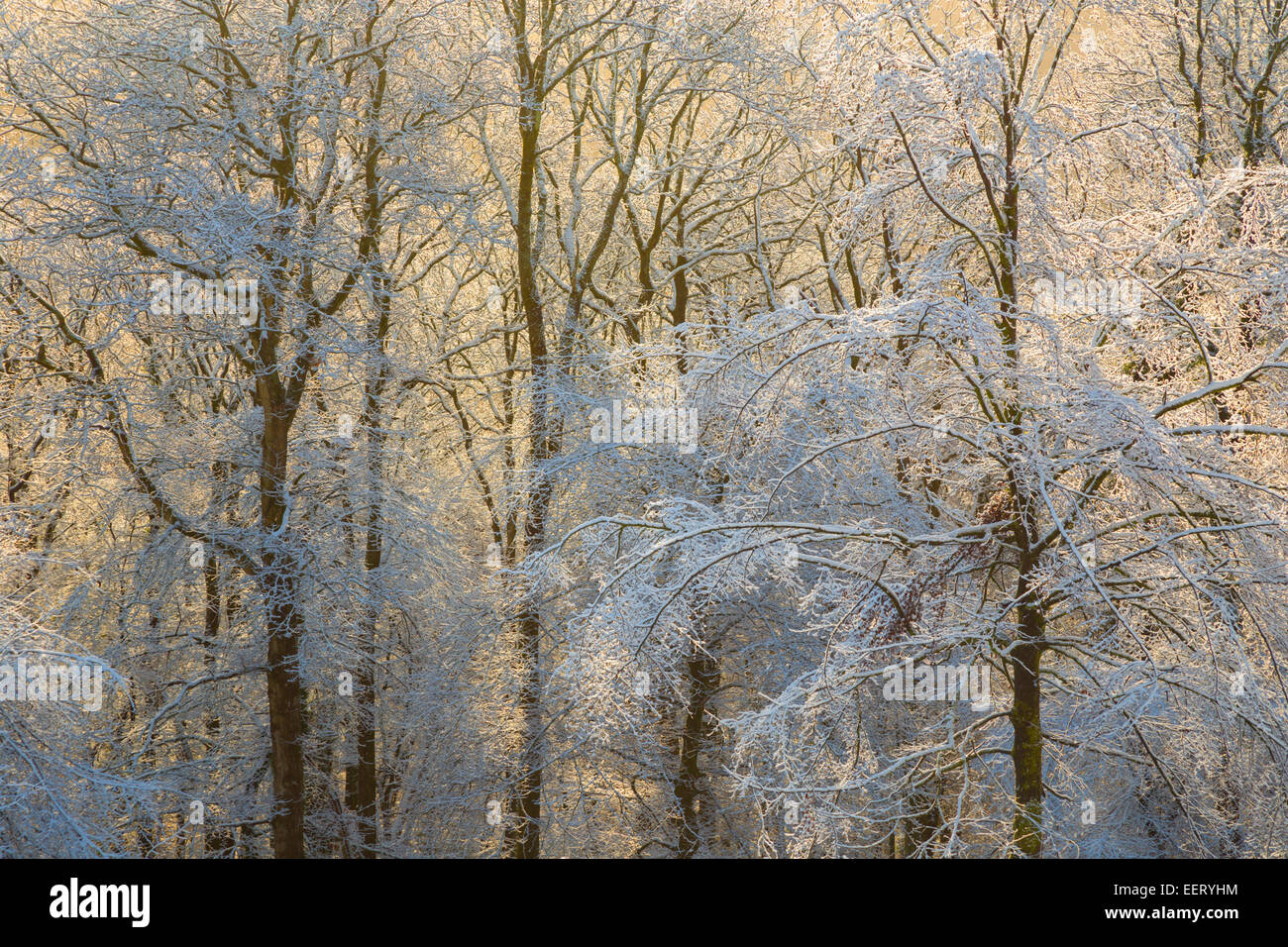 Sunlight through trees and snow hi-res stock photography and images - Alamy