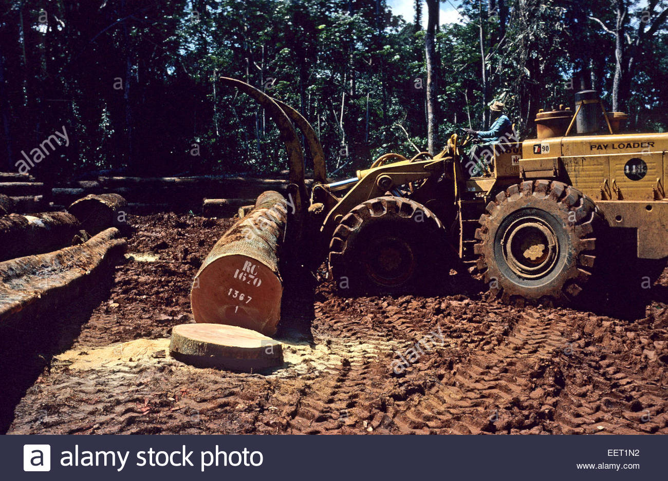 Lumbering Stock Photos & Lumbering Stock Images - Alamy