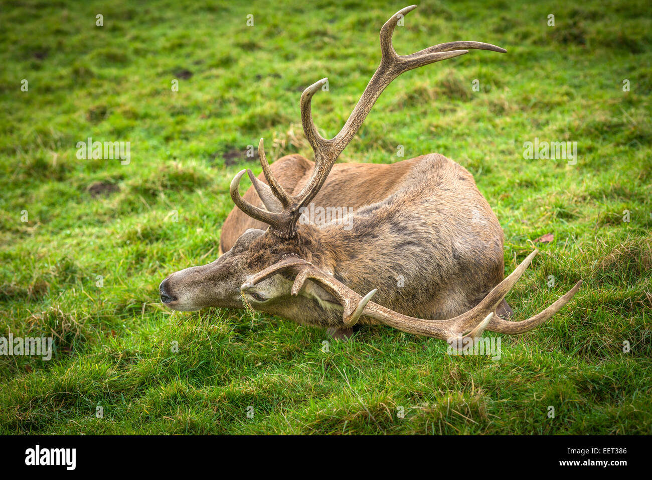 Red Deer Stag Stock Photo - Alamy