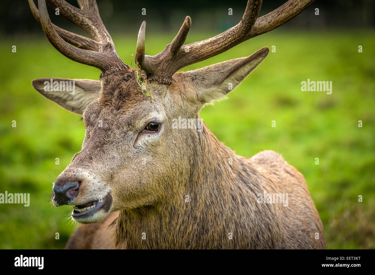 Red deer parkland uk hi-res stock photography and images - Alamy