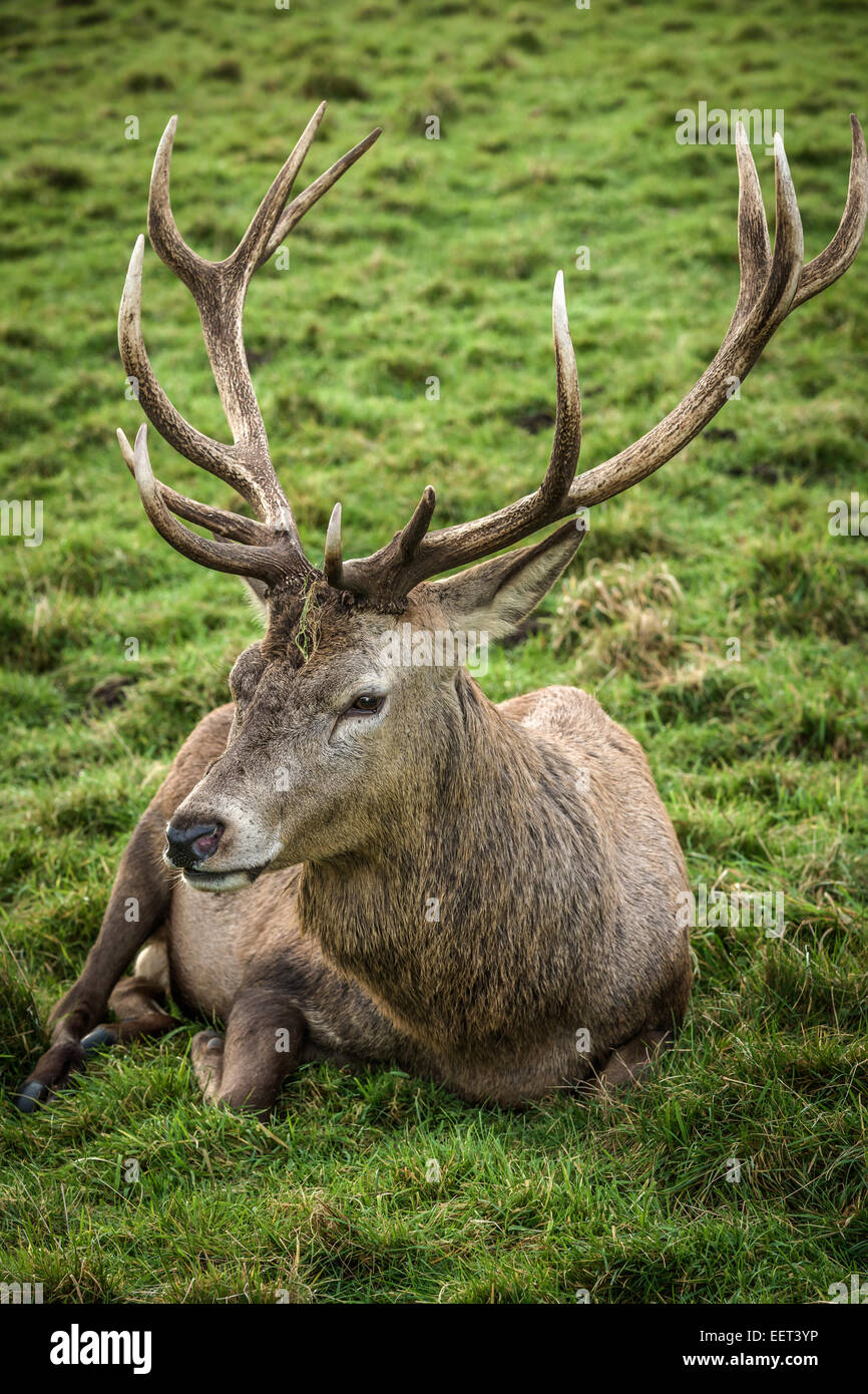 Red Deer Stag Stock Photo - Alamy