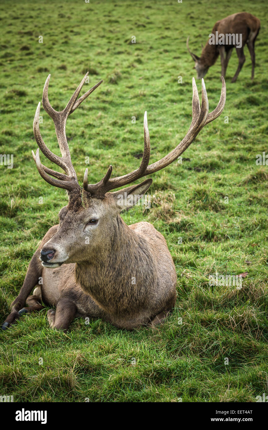 Red Deer Stag Stock Photo - Alamy