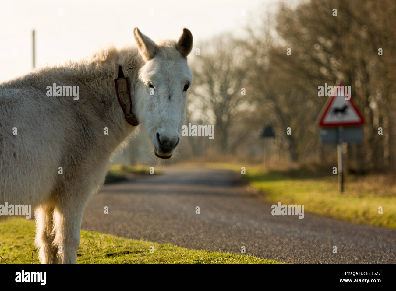 pony ponies graze roadside Litcham common grazing Stock Photo - Alamy