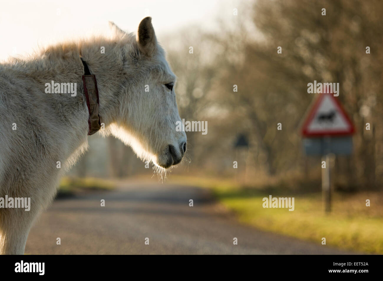 pony ponies graze roadside Litcham common grazing Stock Photo - Alamy