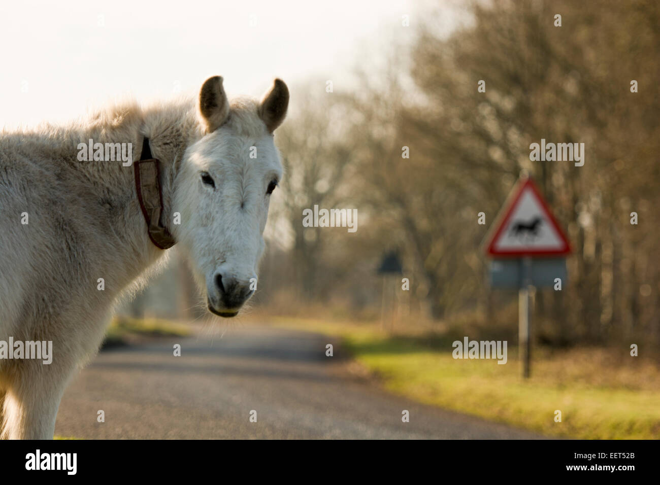 pony ponies graze roadside Litcham common grazing Stock Photo - Alamy
