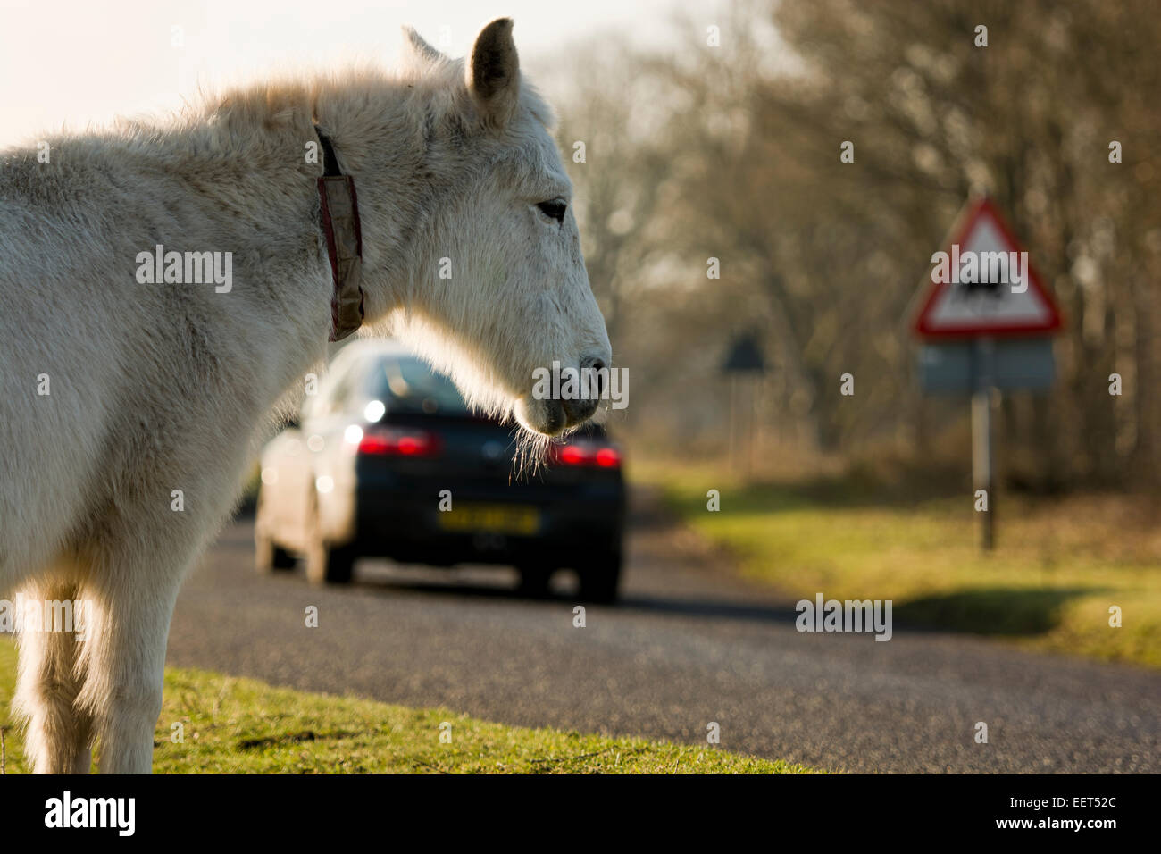 pony ponies graze roadside Litcham common grazing Stock Photo - Alamy