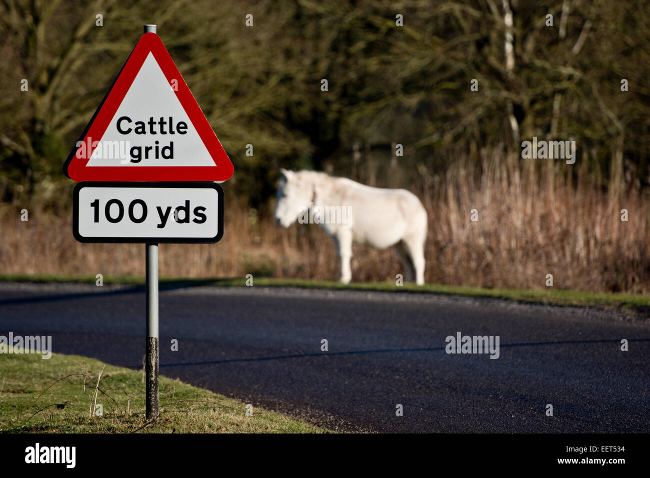 pony ponies graze roadside Litcham common grazing Stock Photo - Alamy