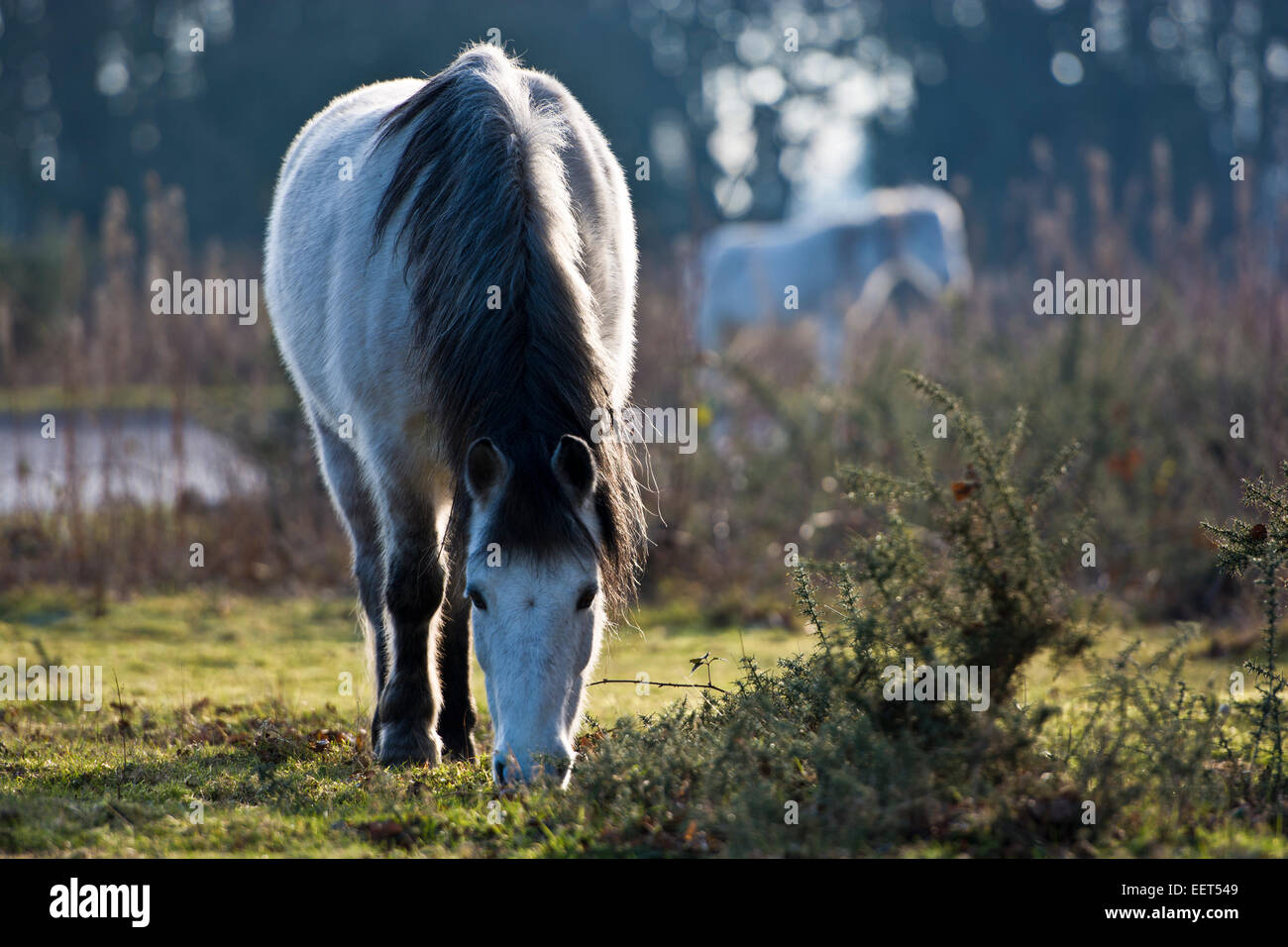 pony ponies graze on roadside Litcham common Stock Photo - Alamy