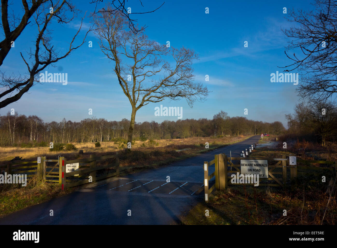 Litcham common cattle grid Stock Photo - Alamy
