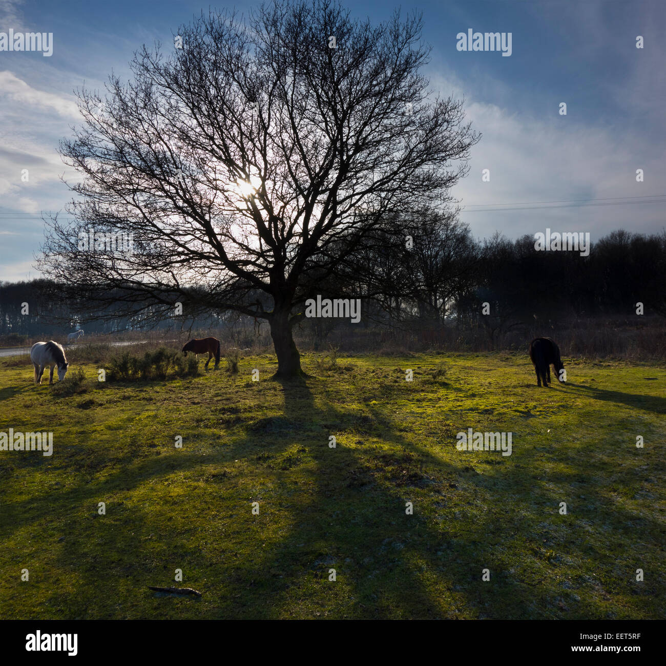 Litcham norfolk hi-res stock photography and images - Alamy