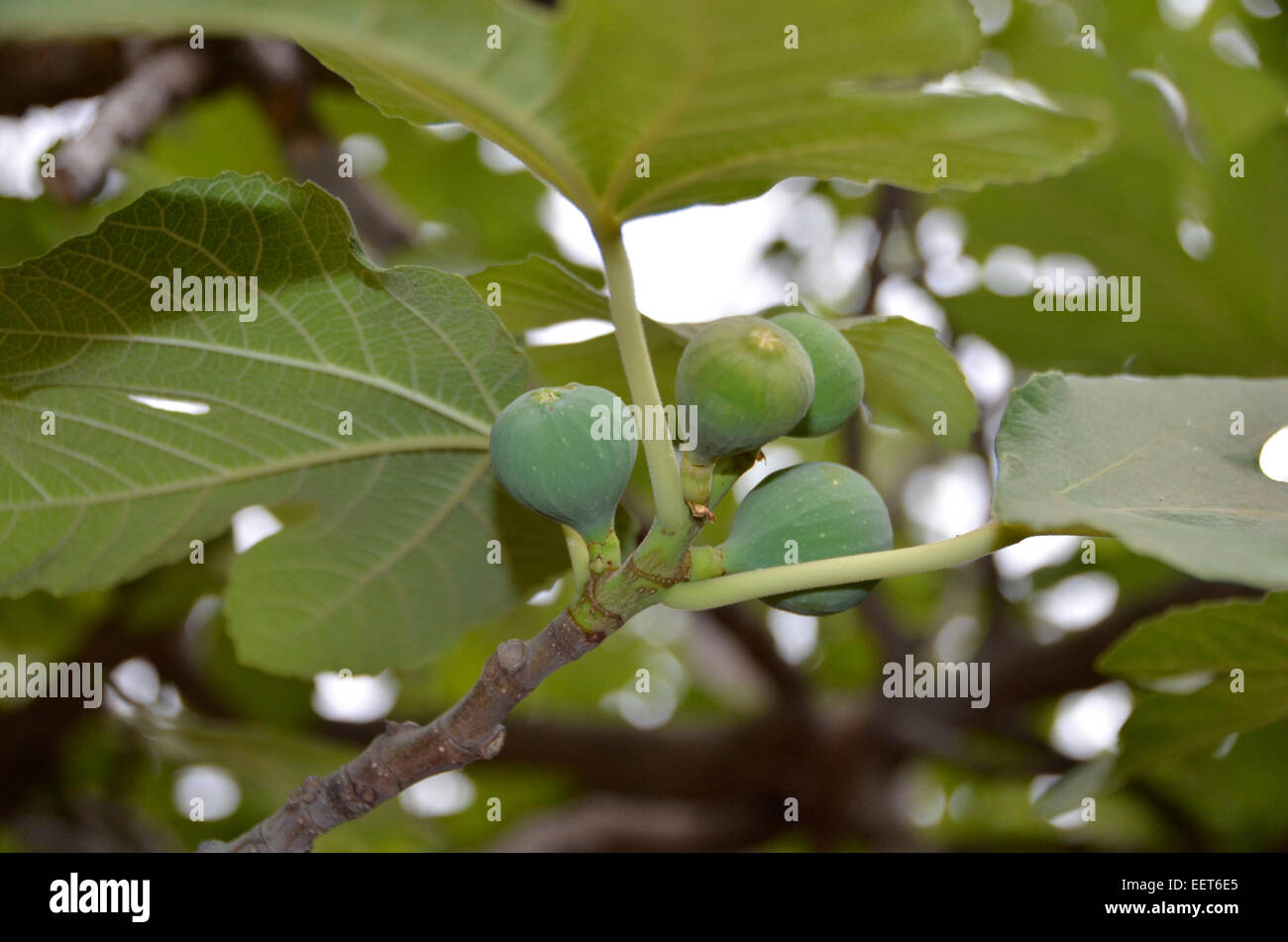 Figs fruit growing wild in the city of Marrakesh Morocco Stock Photo ...