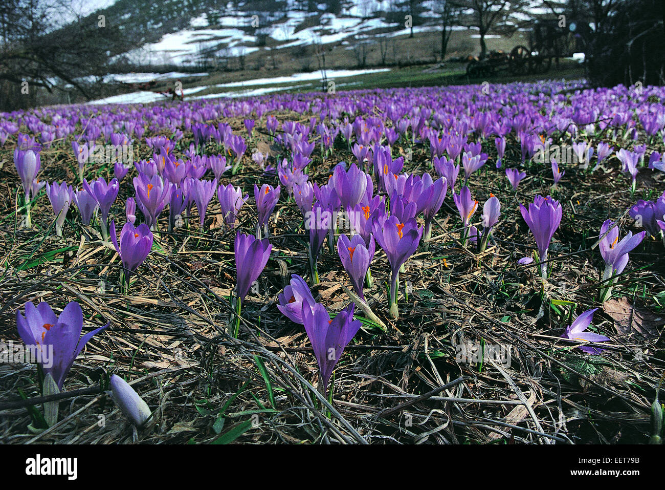 Giant crocus hi-res stock photography and images - Alamy