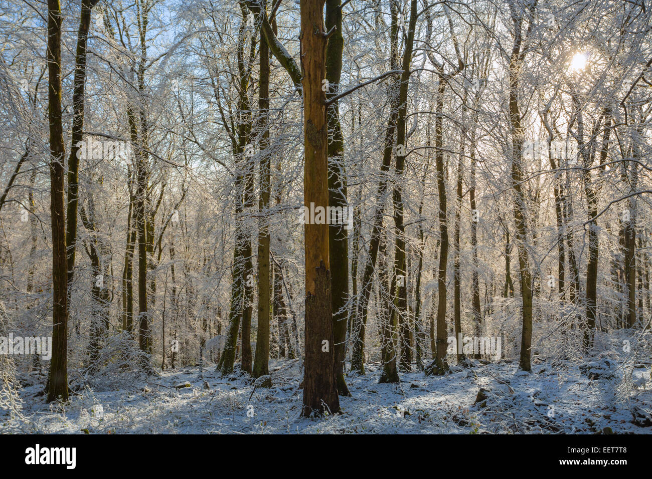 Sunlight through snow hi-res stock photography and images - Alamy