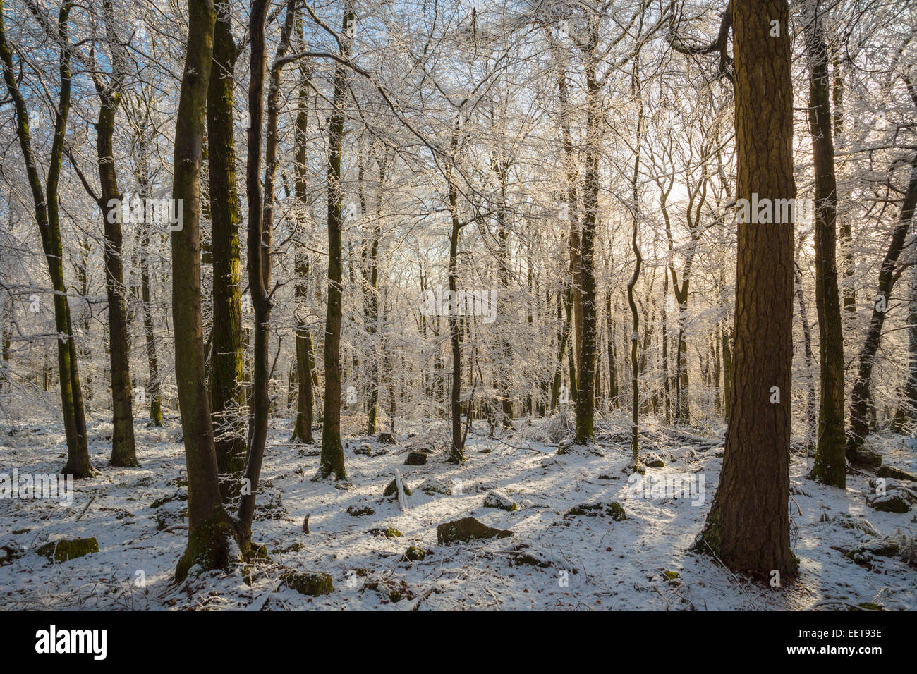 Sunlight through snow covered trees Stock Photo - Alamy
