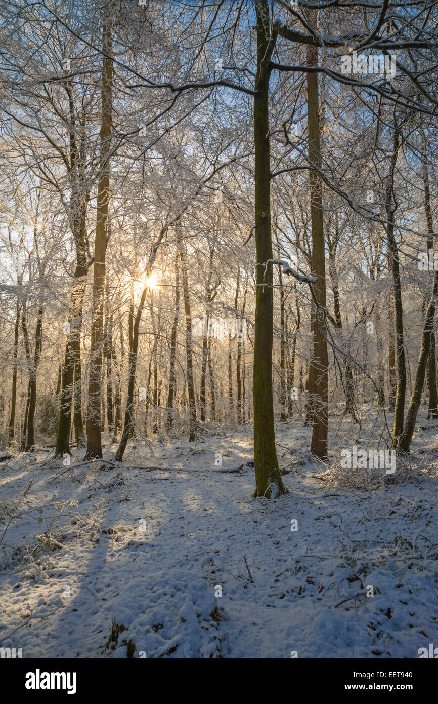 Sunlight through snow covered trees Stock Photo - Alamy