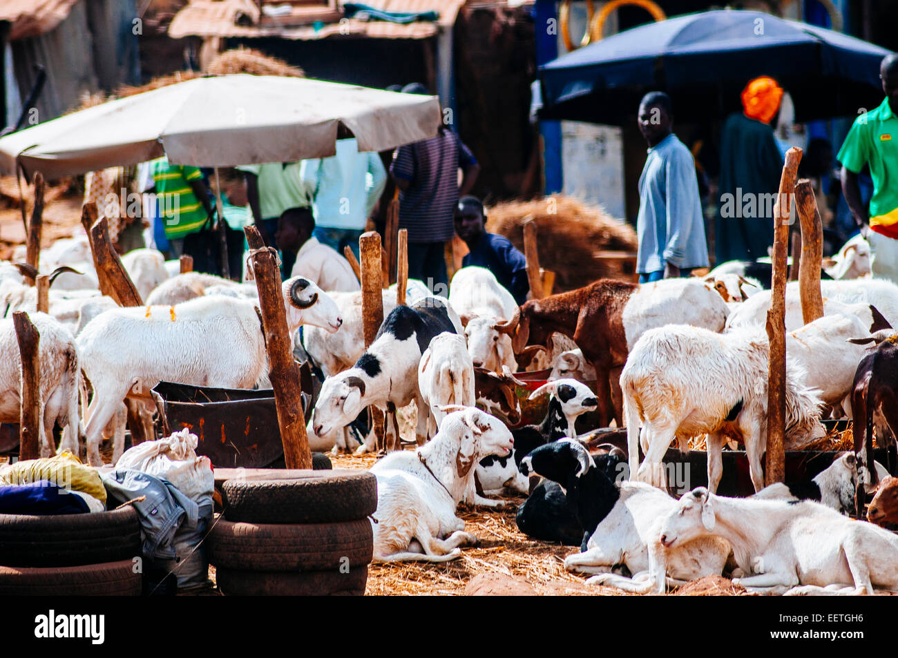 Cattle market, Bamako, Mali Stock Photo - Alamy