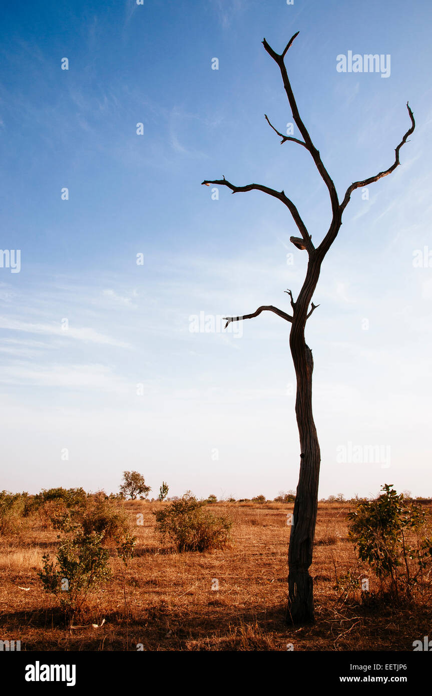 Leafless tree in the savannah, Mali Stock Photo - Alamy
